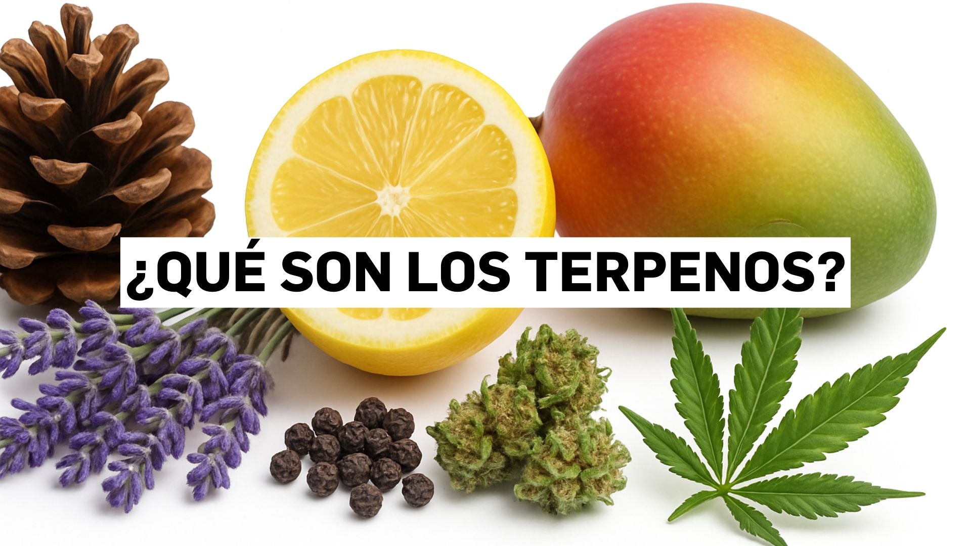 Terpenos en el cannabis: guía completa y aromas clave